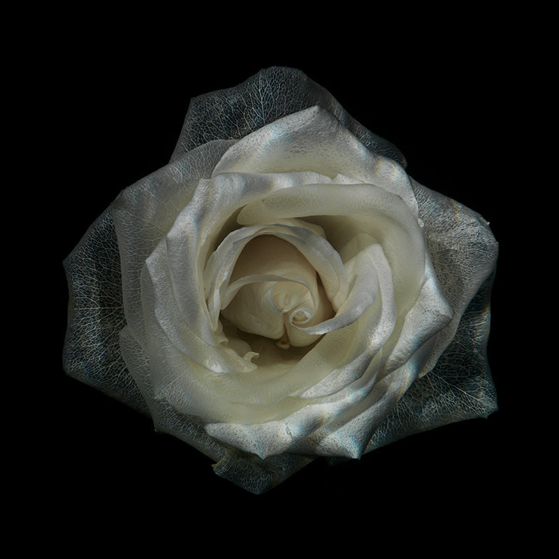 Translucent Flower Spectacle Radiant Submerged Petal Showcase – Distil ...