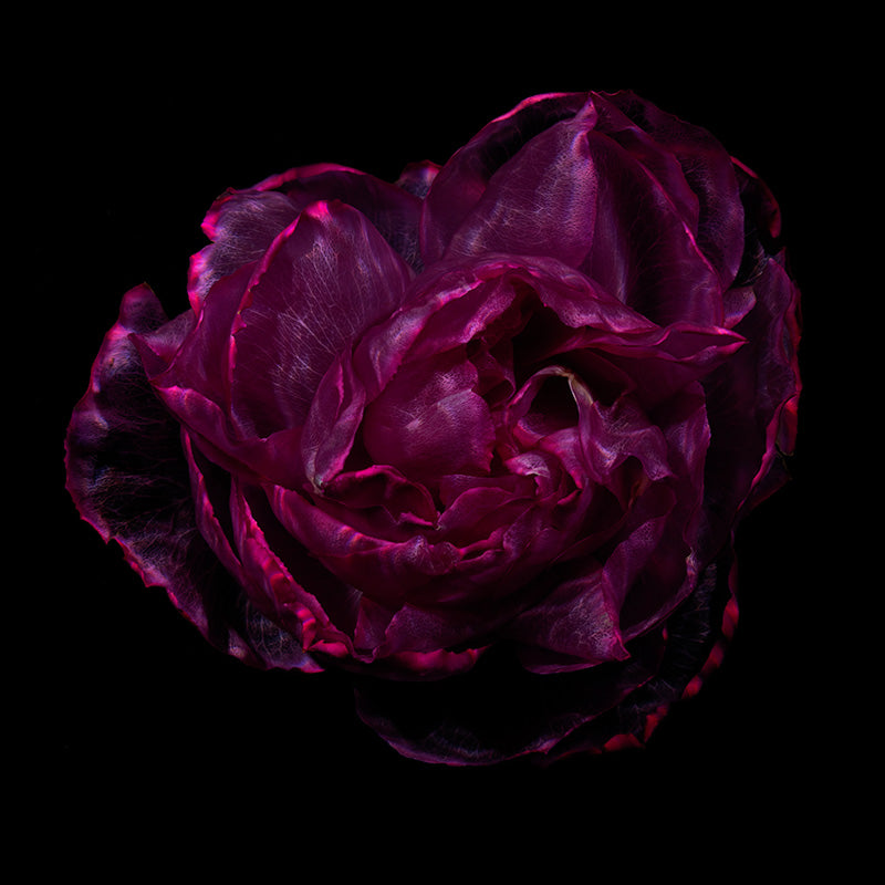 Submerged Flower Marvels Enigmatic Underwater Petal Showcase – Distil ...