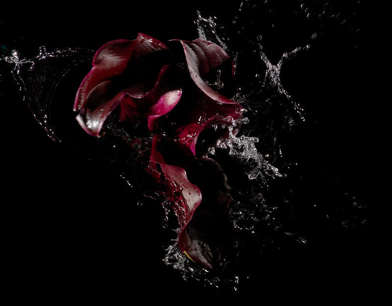 a bouquet of deep red lilies is pulled under water and captured on fil ...