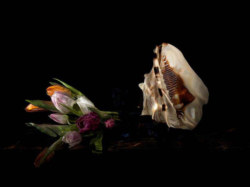 conch and tulips vanitas scene set underwater – Distil Ennui Studio ...