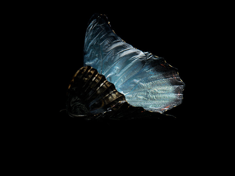 Aqua Allegory: Underwater Photography of Fluttering Life – Distil Ennui ...