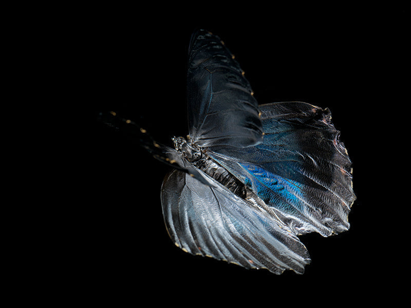 Aquatic Ballet: Underwater Photography of Fluttering Butterflies ...