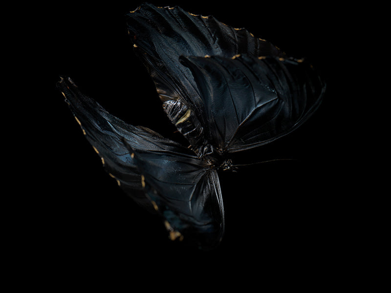 Beneath the Surface: Underwater Photography of Visual Harmony – Distil ...