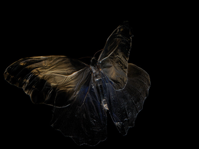 Submerged Symphony: Underwater Photography of Life's Transience ...