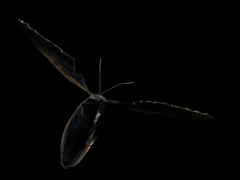 Butterfly Dreams: An Underwater Ode to Life's Fleeting Splendor ...