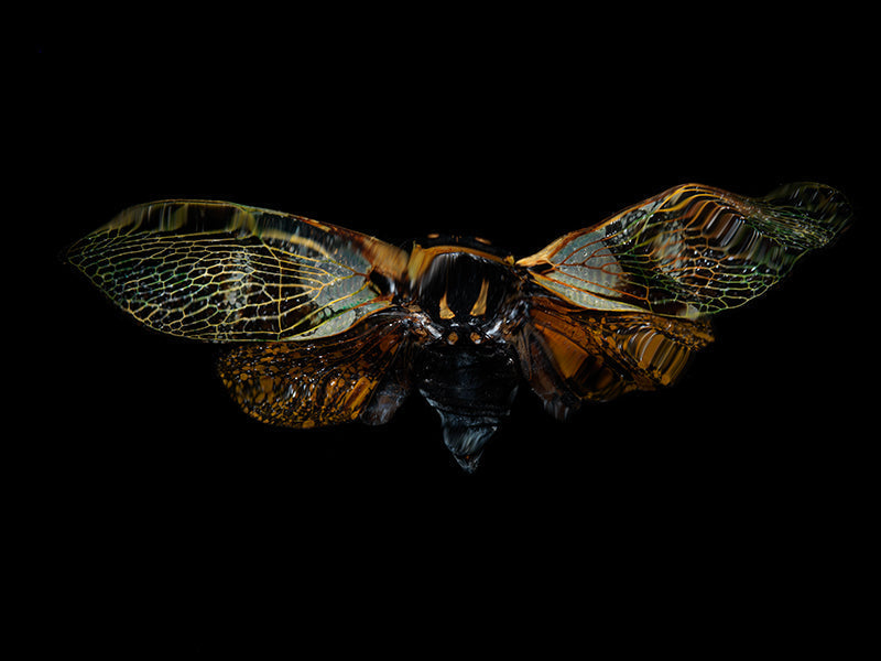 Aqua Beetle: Flying insect as Liquid Poetry – Distil Ennui Studio™ est.1990