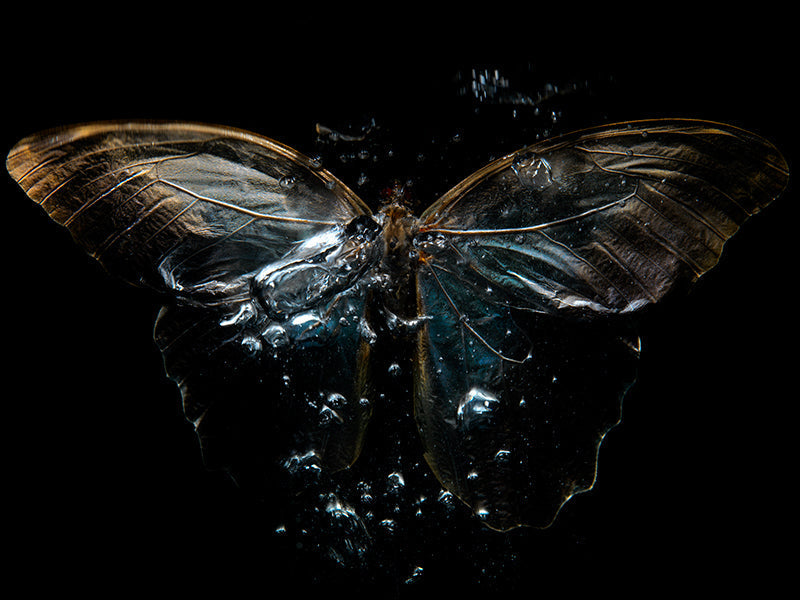 Reflections on Life: Tragic Beauty in Underwater Art – Distil Ennui ...