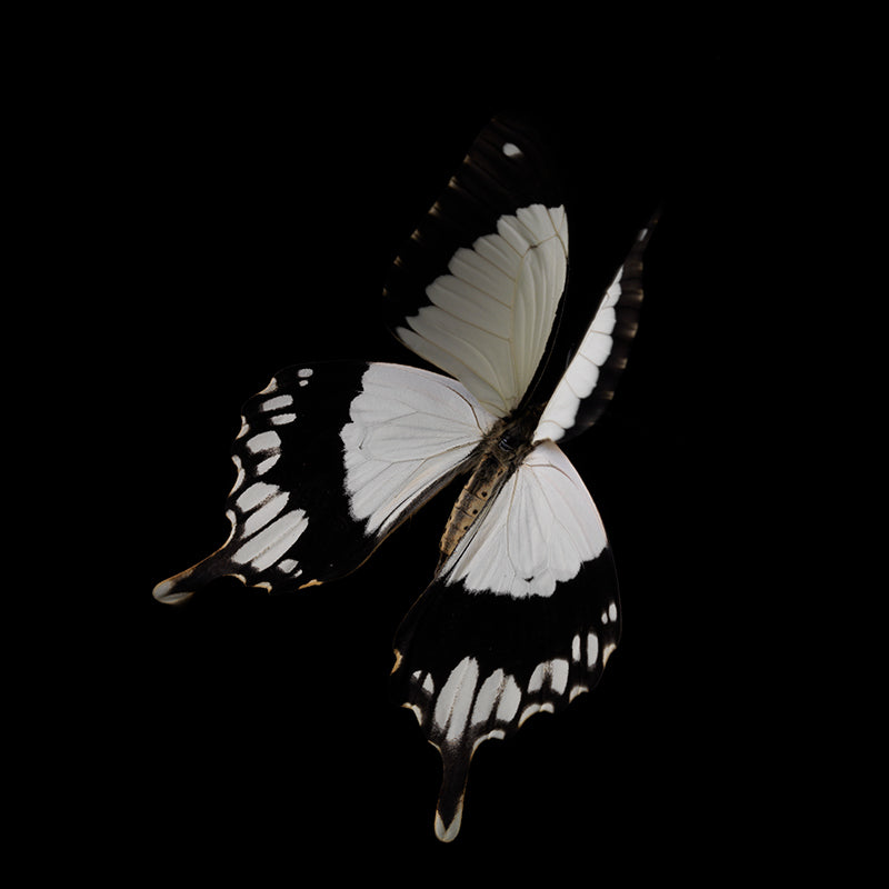 Watercolor Wings Underwater Photography of Fleeting Life – Distil Ennui ...