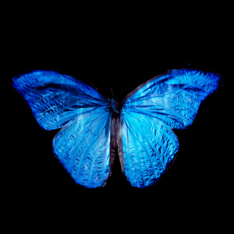 Rare Butterfly Elegance: Analog Film Vanitas Photography in Black Wate ...
