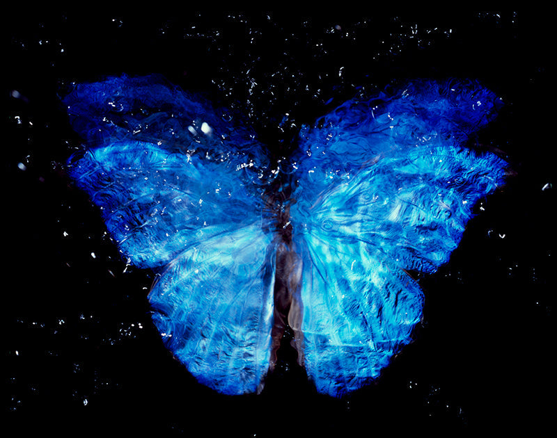 Analog Film Masterpiece: Rare Butterfly in Black Underwater Vanitas ...