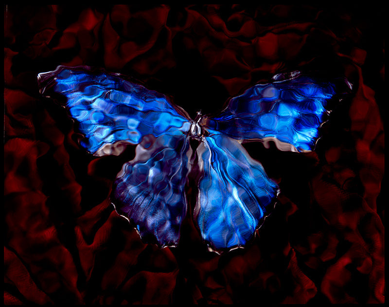 Endangered Species: Butterfly in art Vanitas Photography in Blue Artfu ...
