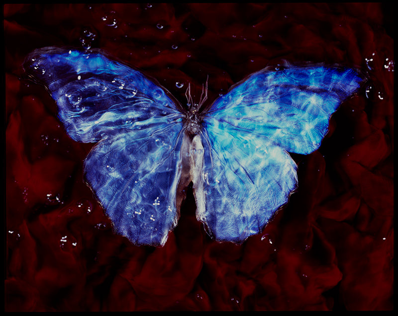 Fragile Ecosystems: Underwater Vanitas Photography with Rare Butterfly ...