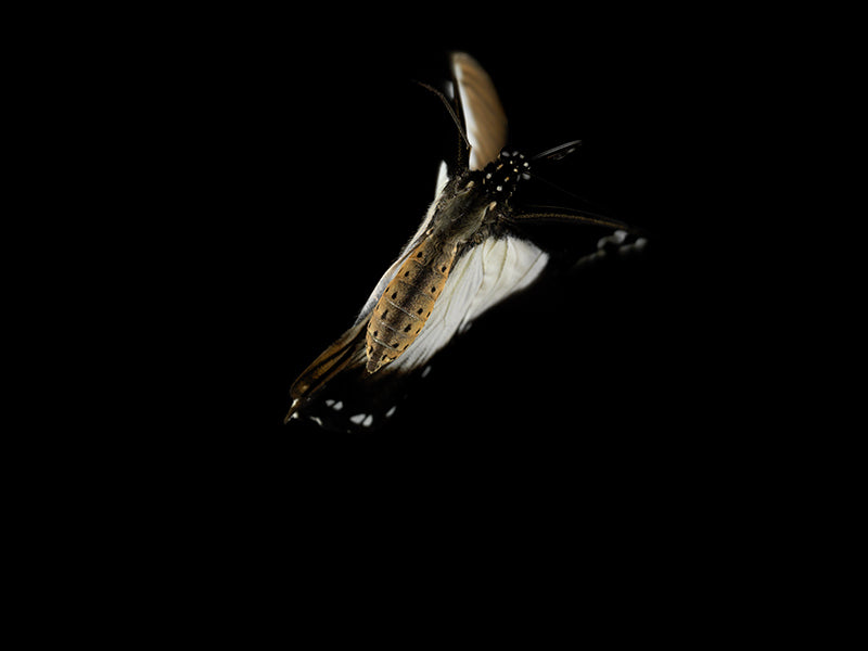 Fluidic Flutter: Underwater Photography of Life's Transience – Distil ...