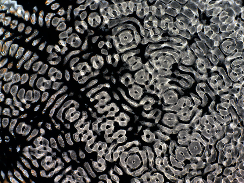 Visual Quest: Gravitational Waves Captured in Cymatics Photography Ody ...