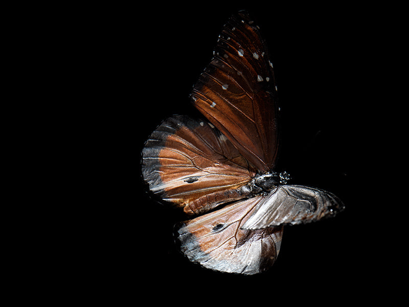 Fluidic Portraits: Underwater Butterfly Breeding in Liquid Time ...